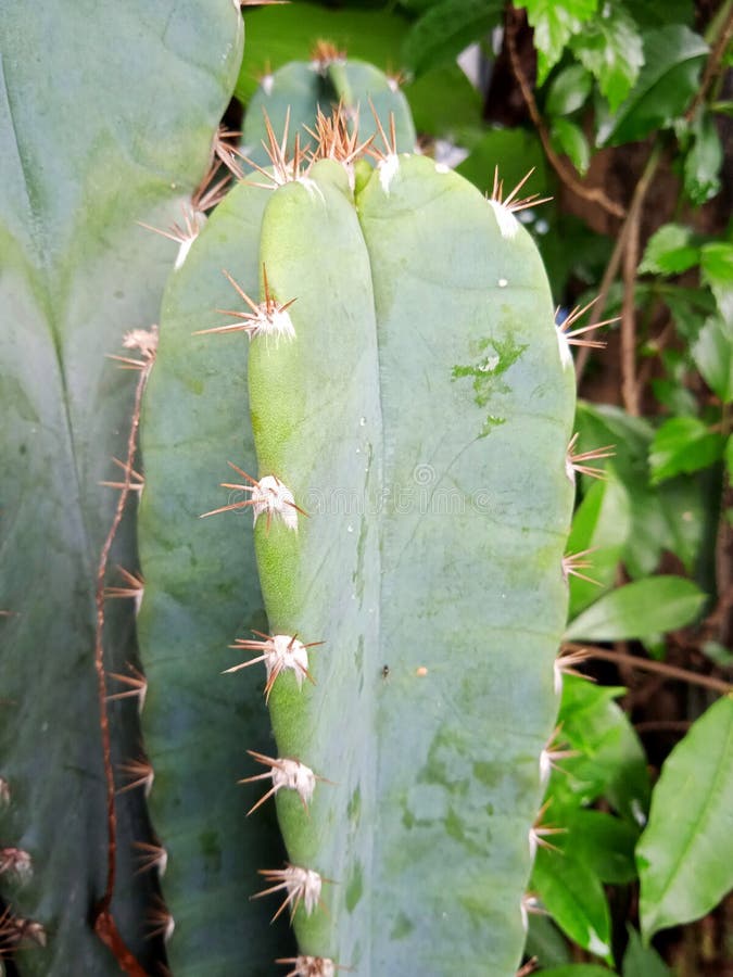 8. Cactus (Cactaceae) is Green and Spiny (5) Stock Photo - Image of ...