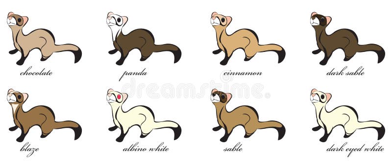 Furet Stock Illustrations, Vecteurs, & Clipart – (7,343 Stock ...