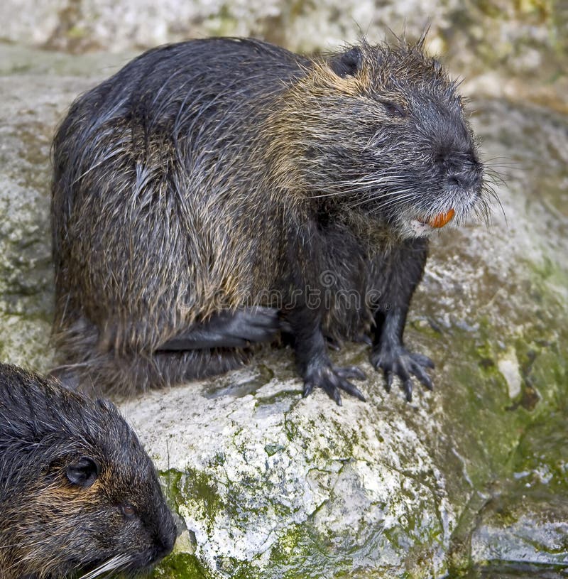 Nutrie zdjęcie stock. Obraz złożonej z park, nutrias - 17844464
