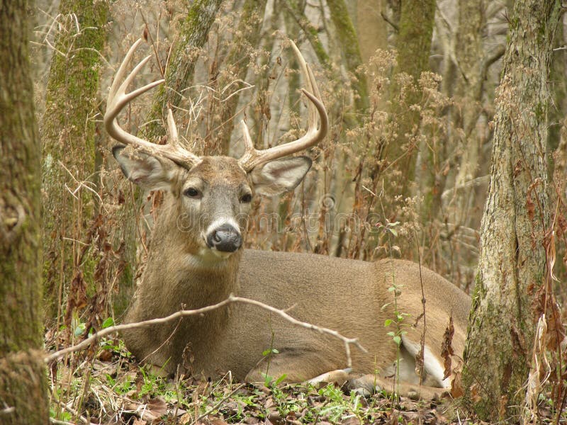 8 Point Buck Bedded stock image. Image of rack, fall, buck - 90733