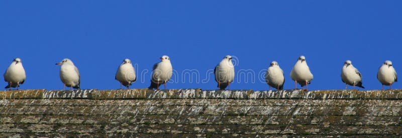 9 birds in a row stock photo. Image of funny, bird, animal - 4076616