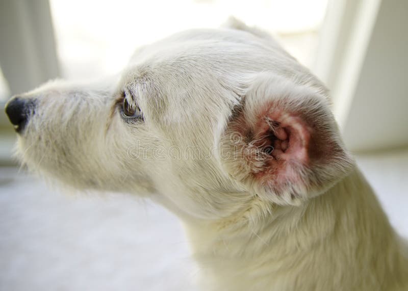 Infection D'oreille Chez Le Chien Image stock - Image du oreille ...