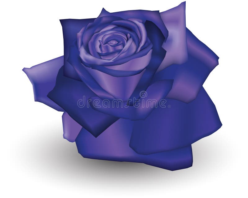 Añil Rose ilustración del vector. Ilustración de rosa - 7345680