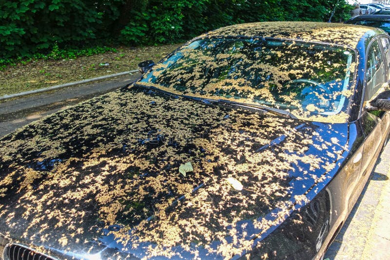 Pollen Covered Car Stock Photos - Free & Royalty-Free Stock Photos from ...