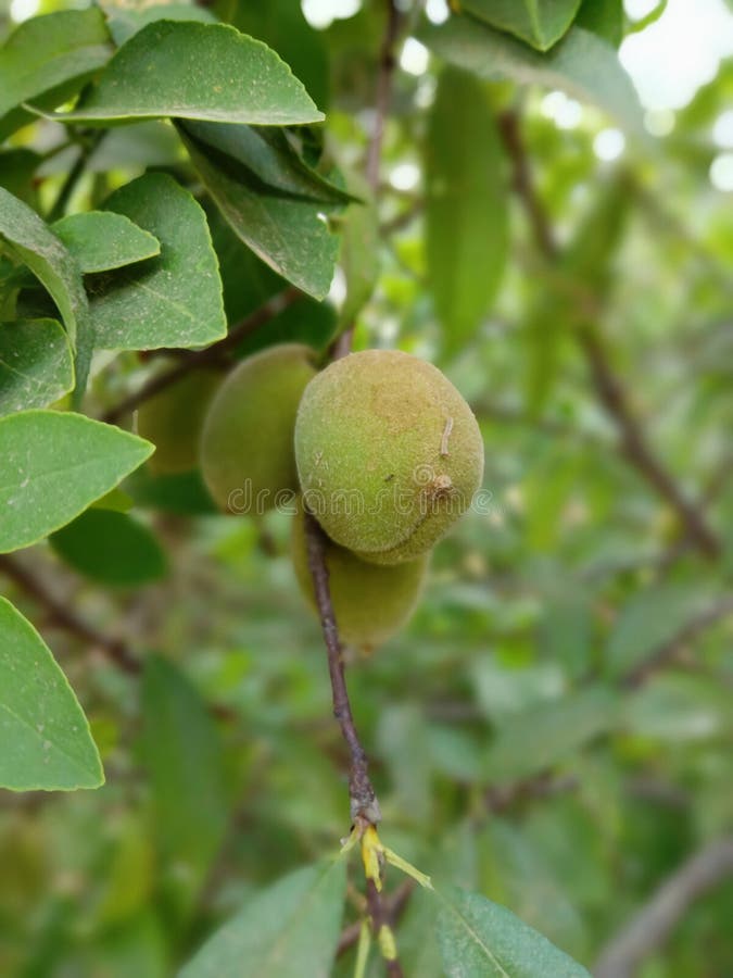 Aadu peach hanging on tree stock photo. Image of closeup - 247115614