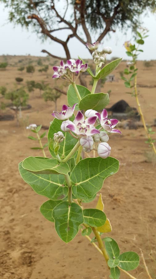 222 Aak Stock Photos - Free & Royalty-Free Stock Photos from Dreamstime