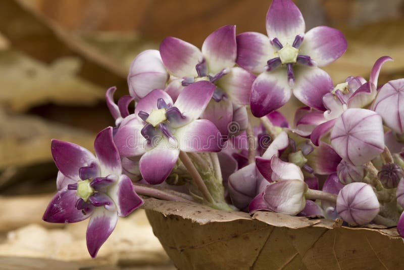 Akra India Stock Photos - Free & Royalty-Free Stock Photos from Dreamstime