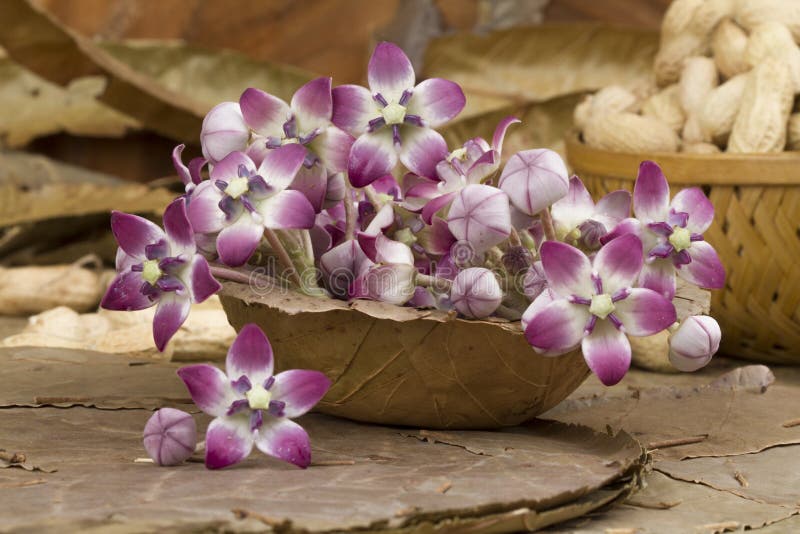 Akra India Stock Photos - Free & Royalty-Free Stock Photos from Dreamstime