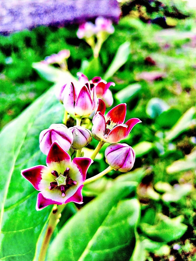 136 Aak Flower Stock Photos - Free & Royalty-Free Stock Photos from ...