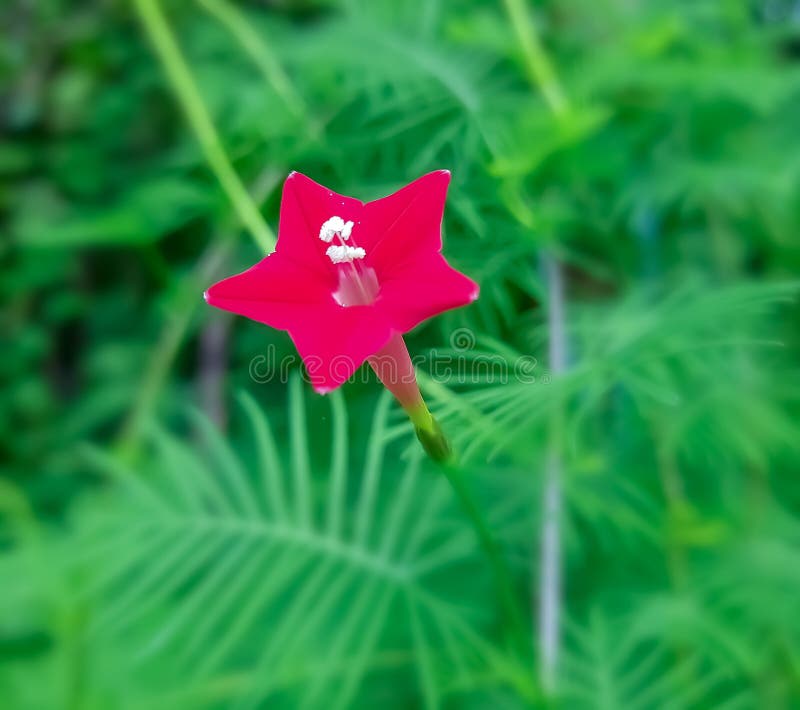 Aakashi red flower stock image. Image of attractive - 202127407