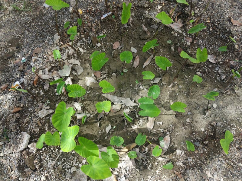 Aalu Tree Leaf at Agriculture on Soil Stock Photo - Image of aalu, leaf ...