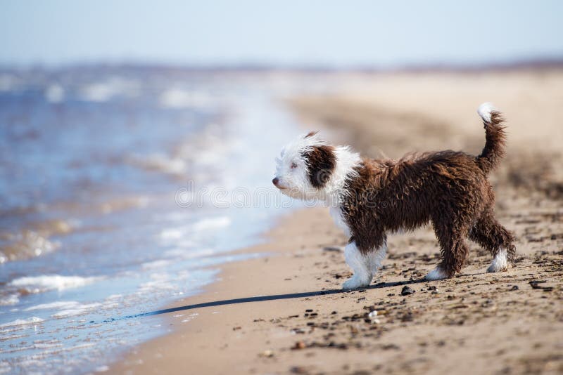 Aanbiddelijk Krullend Puppy Op Een Strand Stock Afbeelding - Image of ...