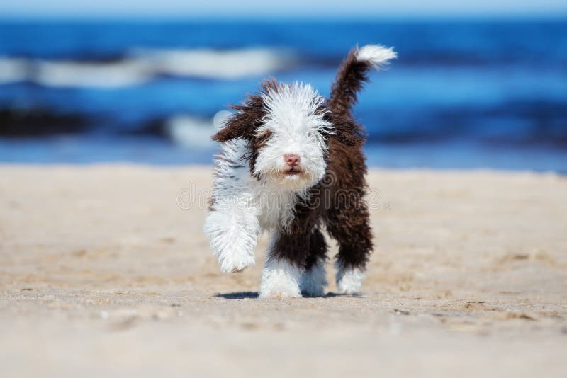 Aanbiddelijk Krullend Puppy Op Een Strand Stock Afbeelding - Image of ...