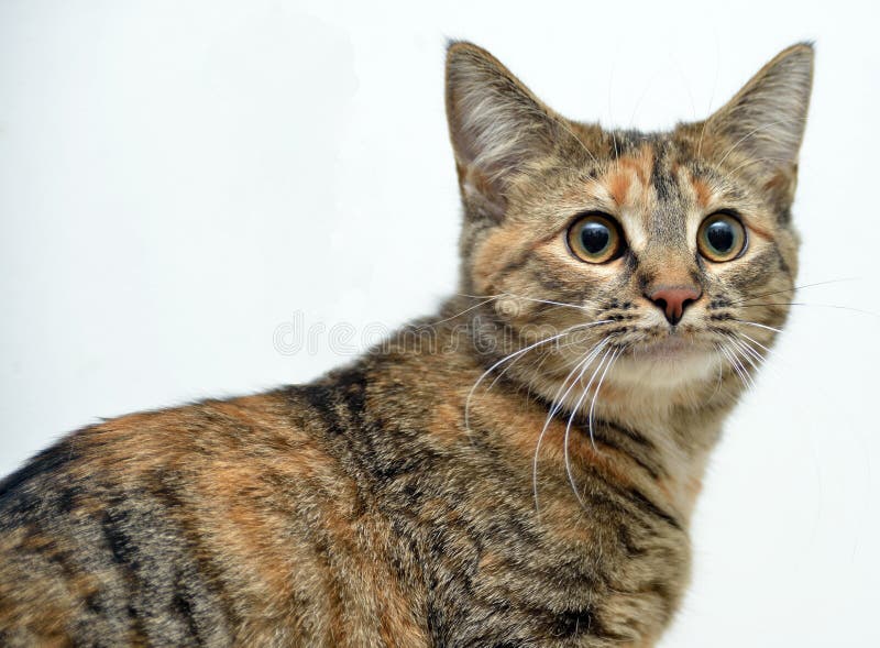 Aanbiddelijke Kat - Huiskat Stock Foto - Image of hoofd, oren: 29423464