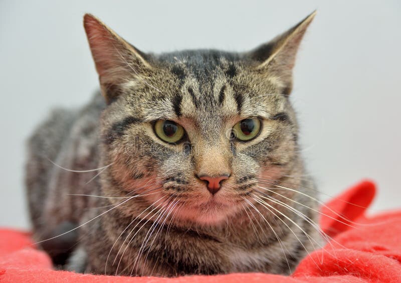 Aanbiddelijke Kat - Huiskat Stock Foto - Image of hoofd, oren: 29423464