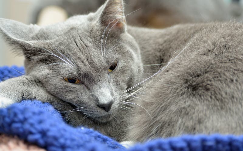 Aanbiddelijke Kat - Huiskat Stock Foto - Image of hoofd, oren: 29423464