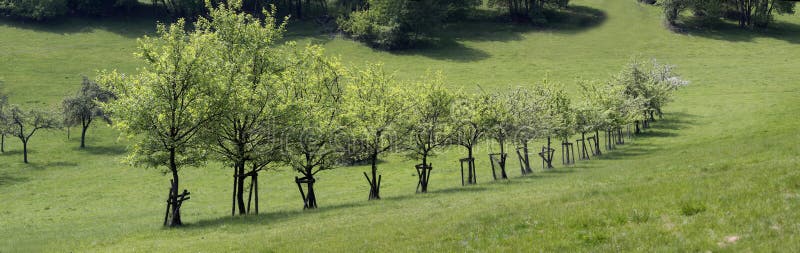 Jonge Boomgaard Rij Van Fruitbomen Fruitteelt Stock Foto - Image of ...