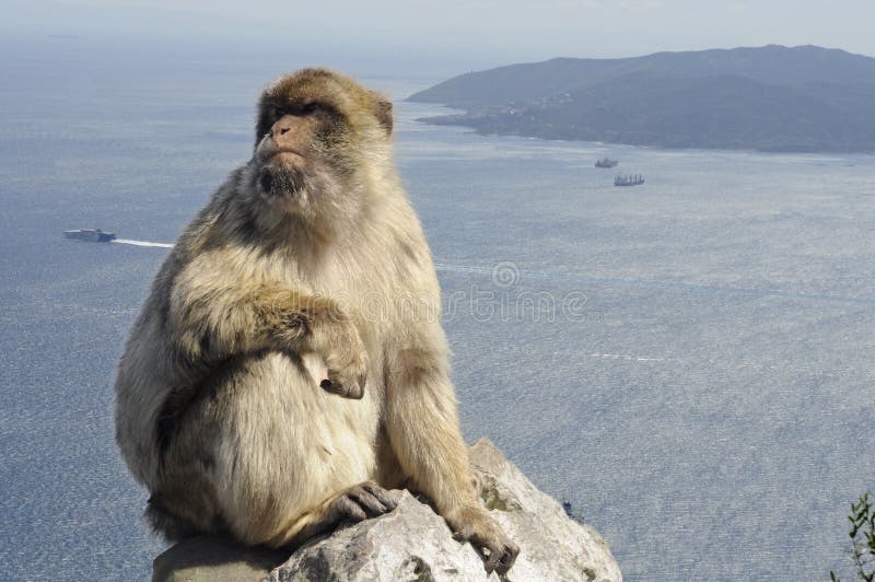 Aap op de rots stock afbeelding. Image of apen, dieren - 19429635
