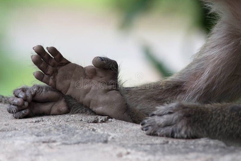 Aaphanden en voeten stock foto. Image of naughty, heet - 65841842