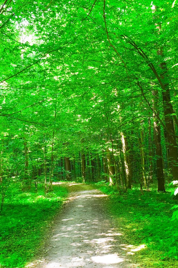 Aard. bos in de zomer stock afbeelding. Image of naughty - 7145521