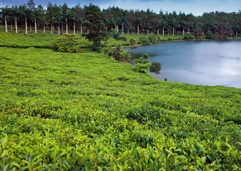 Aard Van Mauritius Meer En Tropische Bomen Stock Foto - Image of ...