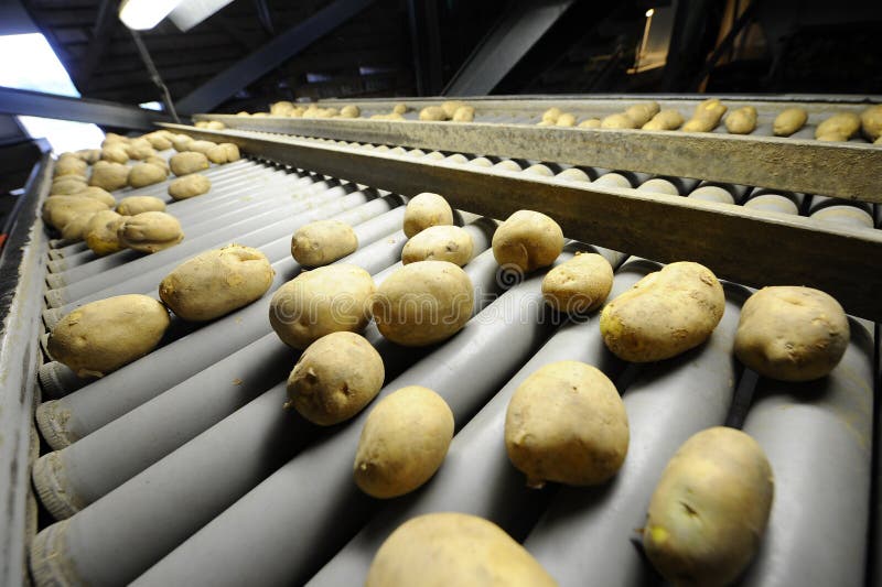 Van De Van De Aardappel Het Sorteren, Verwerking En Verpakking Fabriek Stock Foto - Image of ...