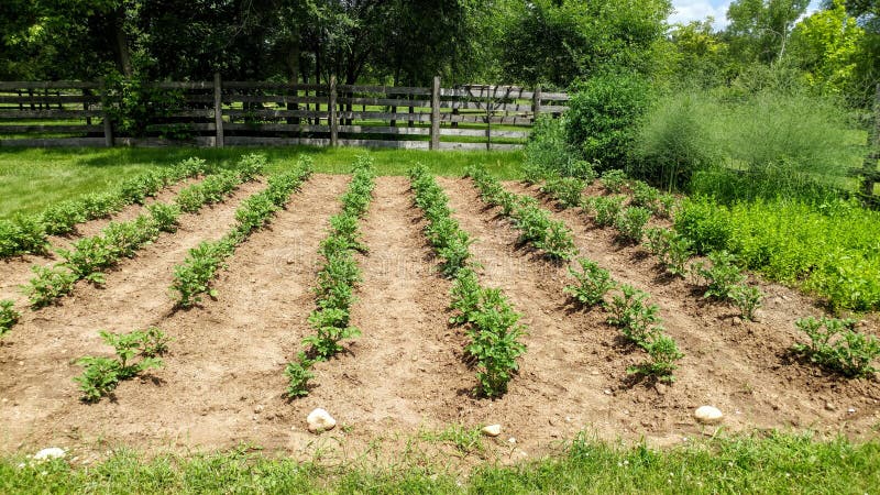 Aardappelplanten Die in Moestuin Groeien Stock Foto - Image of ...