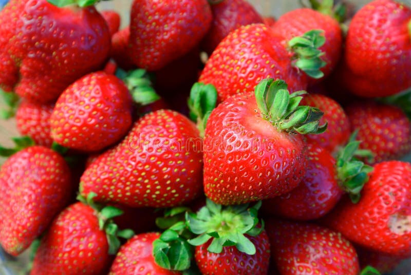 Aardbeien stock afbeelding. Image of sappig, rechtstreeks - 53243571