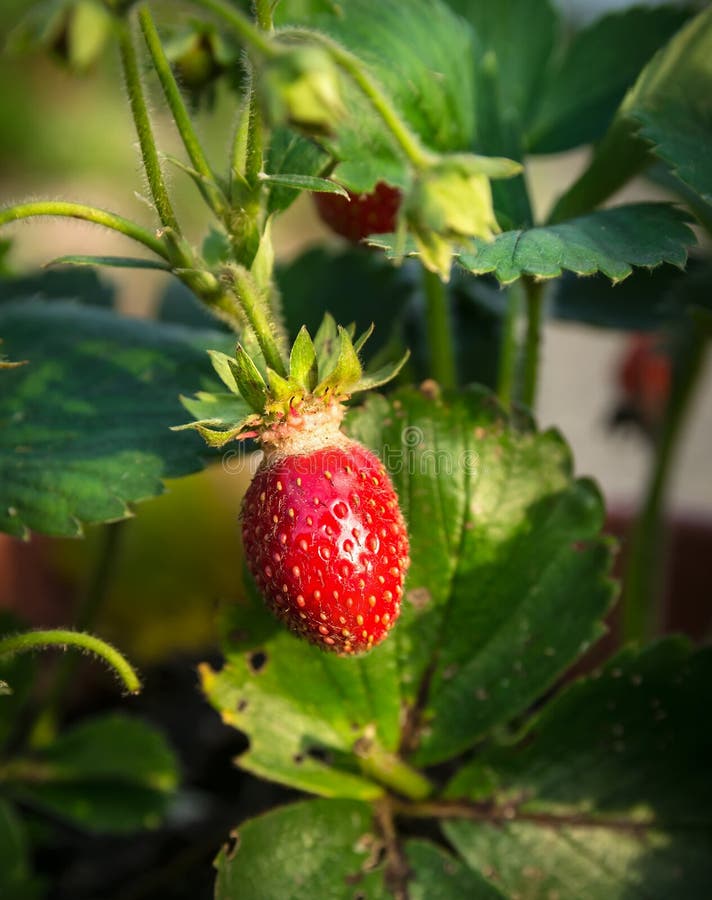 Aardbeien Op De Zomerbed in Tuin Stock Afbeelding - Image of rijp ...