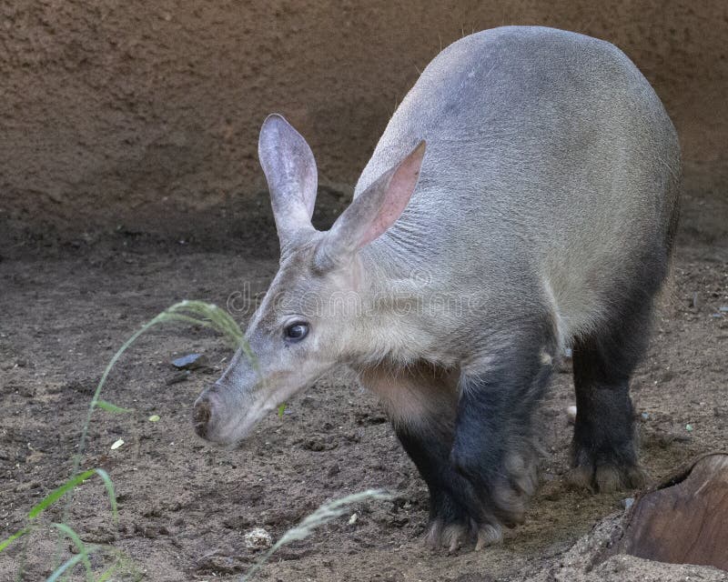 198 Aardvark Photos - Free & Royalty-Free Stock Photos from Dreamstime