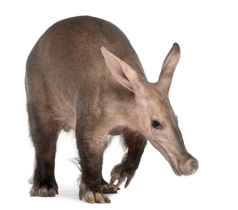 Aardvark, Orycteropus, 16 Years Old Stock Image - Image of front, sized ...