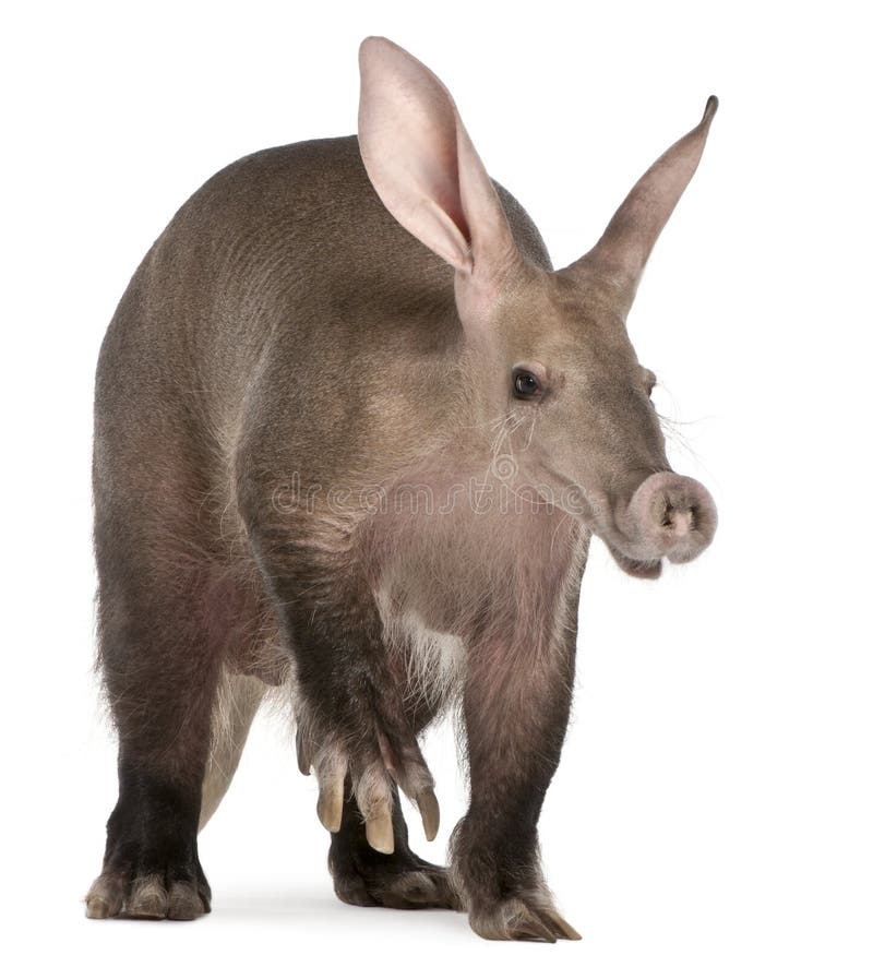 Aardvark, Orycteropus, 16 Years Old Stock Image - Image of brown, space ...