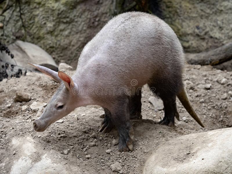 Aardvark, Orycteropus Afer, Carefully Explores the Surroundings of Its ...