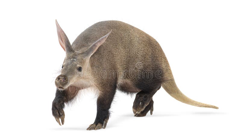 314 Aardvark Stock Photos - Free & Royalty-Free Stock Photos from ...