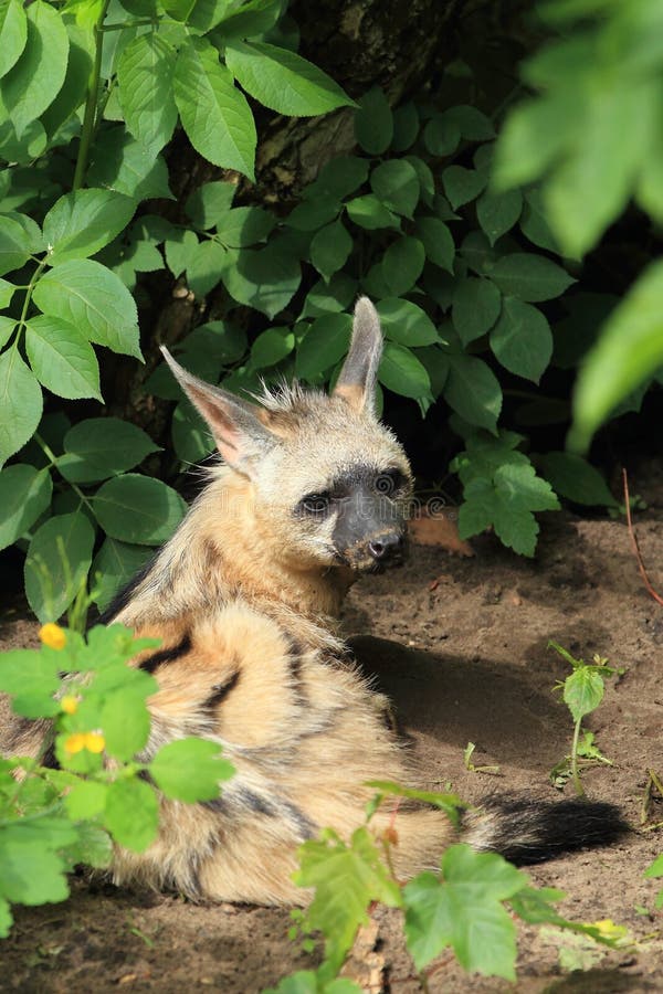Aardwolf stock image. Image of soil, stanidng, cristata - 31365449