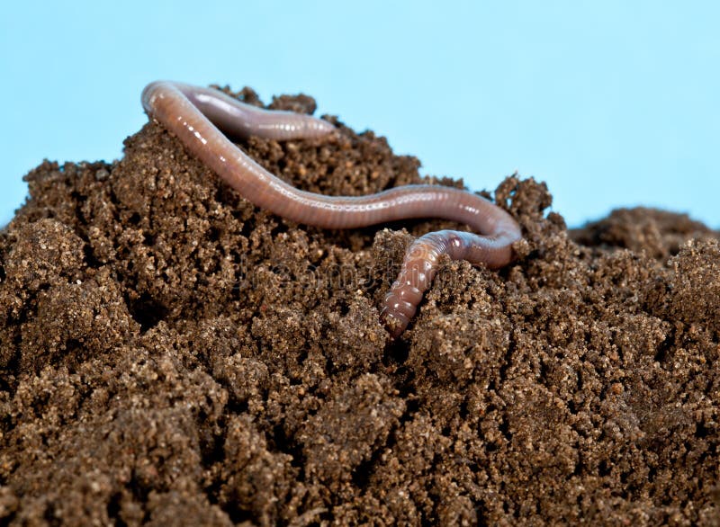 Aardworm Op Een Hoop Van Grond Op Handen Stock Foto - Afbeelding ...