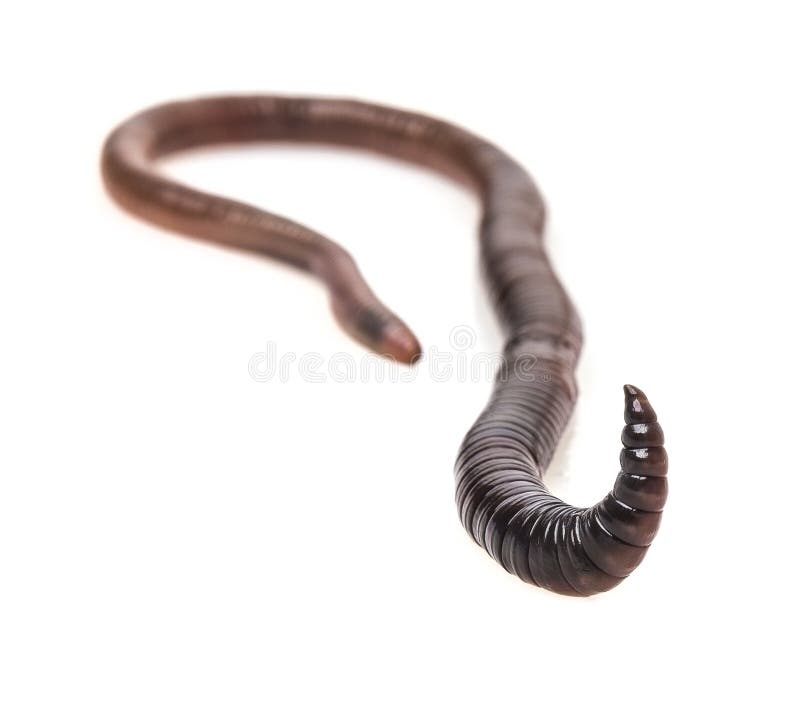 Aardworm stock foto. Image of dier, lokmiddel, slijmerig - 16899458