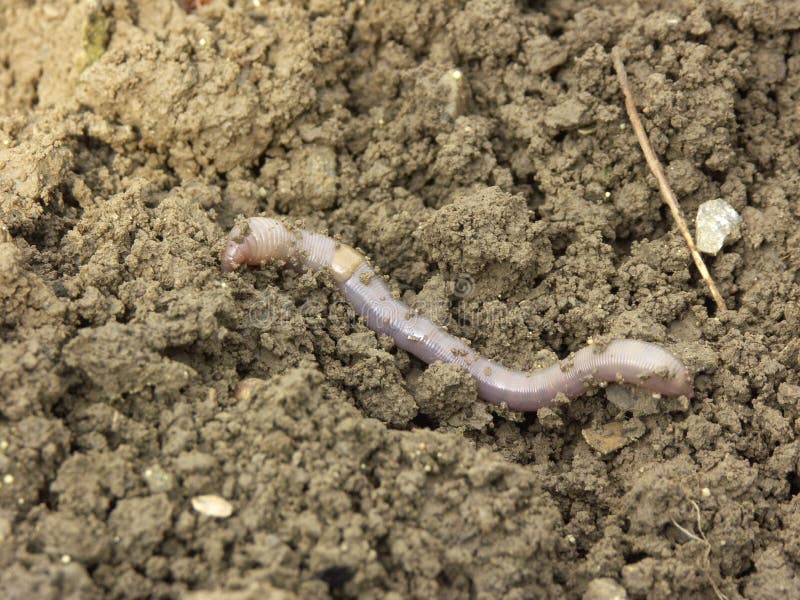 Aardworm stock afbeelding. Afbeelding bestaande uit dieren - 4961159