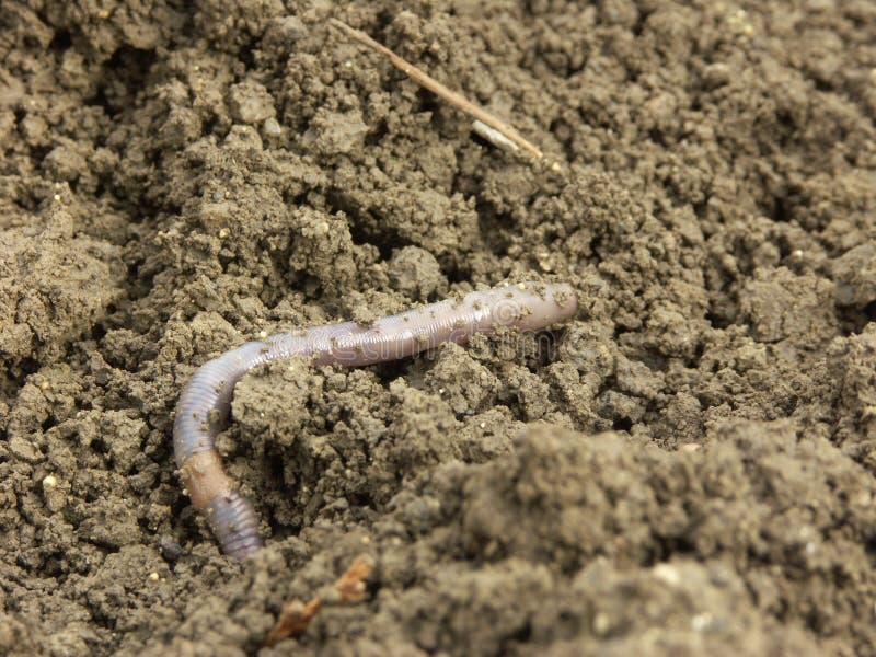 Aardworm stock foto. Image of regenworm, groot, tuin, grond - 4961154