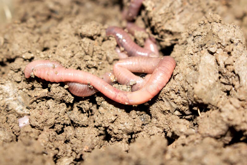 Aardwormen Dicht Bij Visserij Stock Afbeelding - Afbeelding bestaande ...