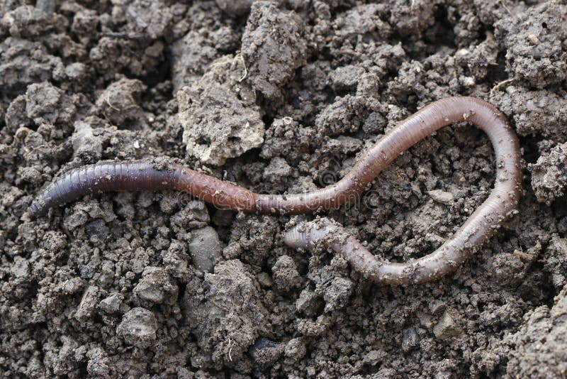 Aardworm stock afbeelding. Image of dieren, groeven, isoleer - 4961159