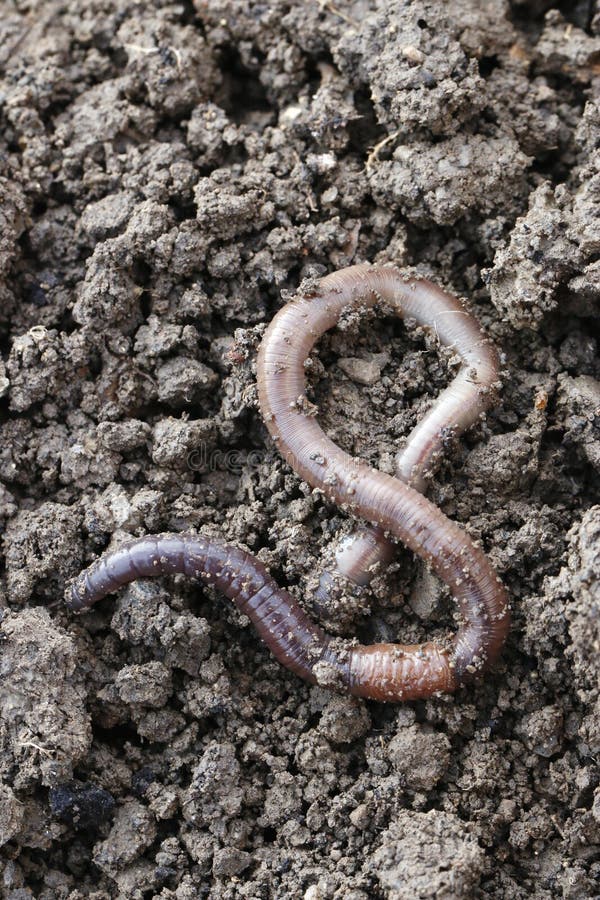 Aardworm stock foto. Image of regenworm, groot, tuin, grond - 4961154