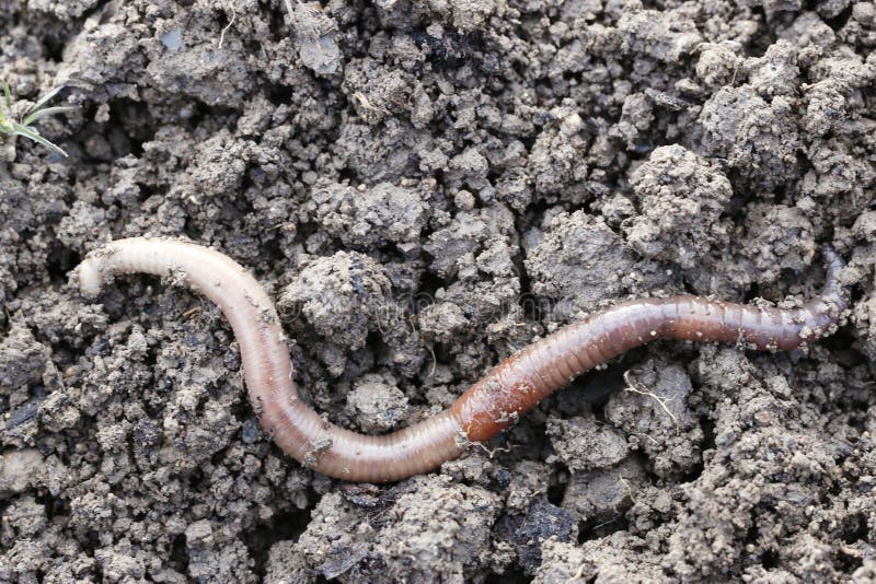 Aardworm stock foto. Image of regenworm, groot, tuin, grond - 4961154