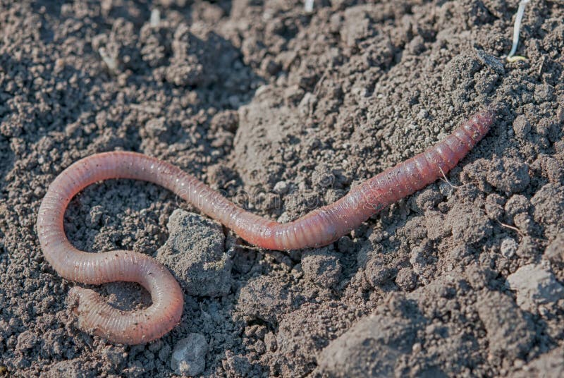 Aardworm in De Nabijheid Van De Grond Stock Afbeelding - Image of wild ...