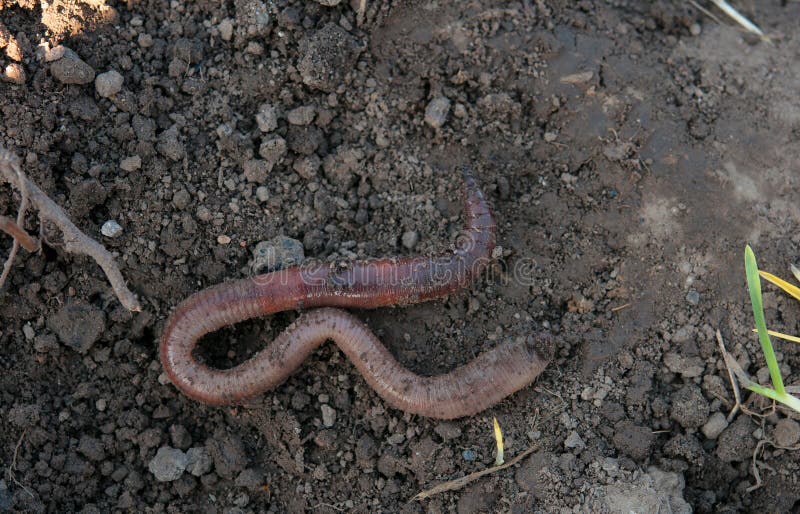 Aardworm Op De Grond Die is Bevrucht Stock Foto - Image of zijn, heeft ...