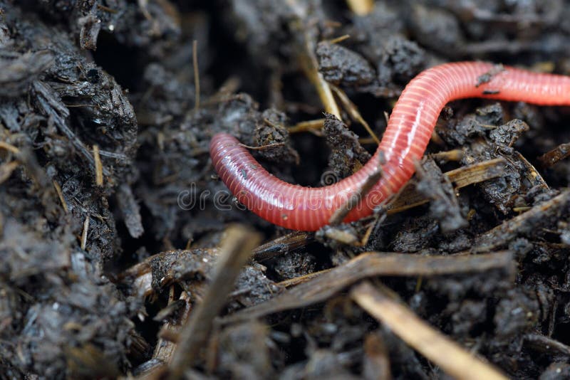 Aardworm Op De Grond Een Klap. Landbouw En Visserij. Stock Foto - Image ...