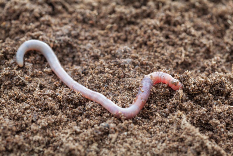 Aardworm Op De Grond Die is Bevrucht Stock Foto - Image of zijn, heeft ...