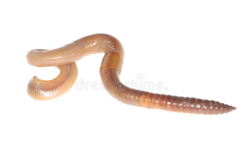 Aardworm stock foto. Image of tuin, gekronkel, isoleer - 5508276
