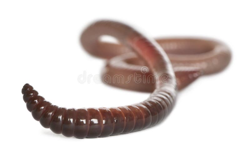 Aardworm, Terrestris Lumbricus Stock Foto - Image of dier, nadruk: 18990484