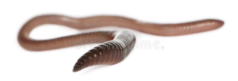 Aardworm, Terrestris Lumbricus Stock Foto - Image of panorama ...